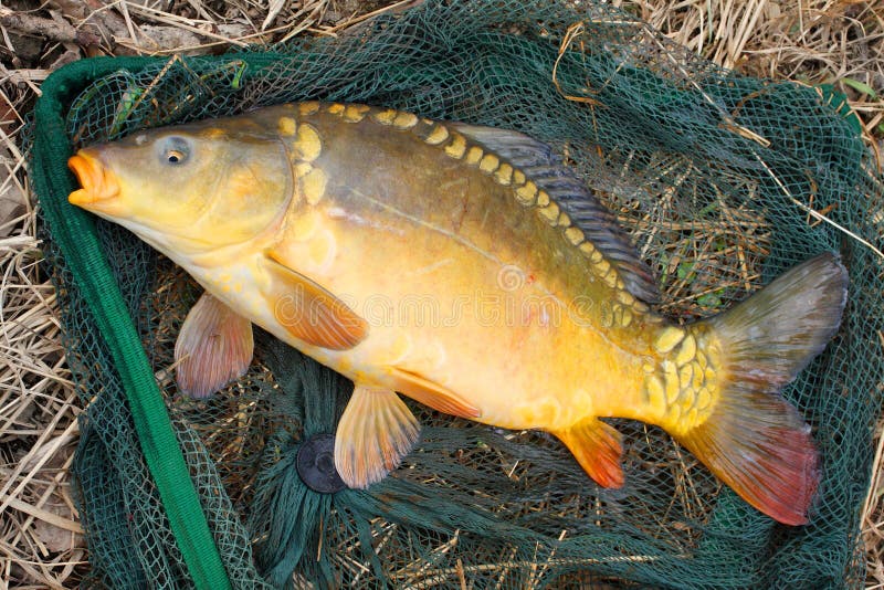La Carpe Commune (Cyprinus Carpio) Photo stock - Image du traite, ligne ...