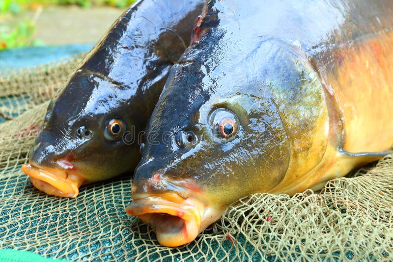 La Carpe Commune (Cyprinus Carpio) Image stock - Image du commun ...