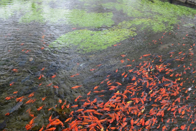 Carpe rouge photo stock. Image du extérieur, réunissez - 60013082
