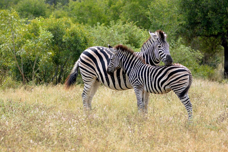La Cebra De Burchell (burchellii Del Quagga Del Equus) Imagen de ...
