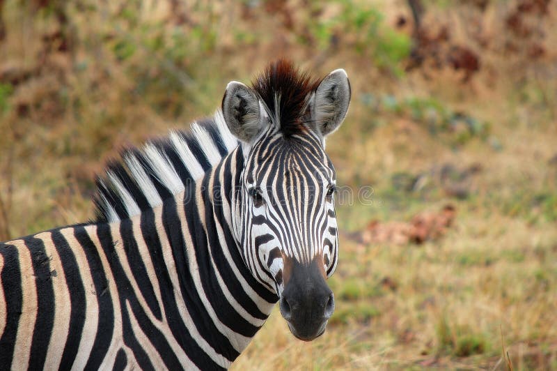 La Cebra De Burchell (burchellii Del Quagga Del Equus) Imagen de ...