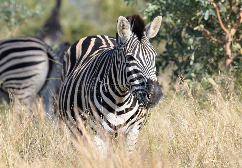 La Cebra De Burchell En África Foto de archivo - Imagen de vacaciones ...
