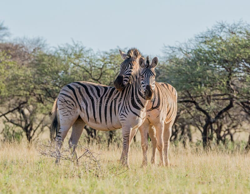 Cebra del ` s de Burchell imagen de archivo. Imagen de habitat - 140501729