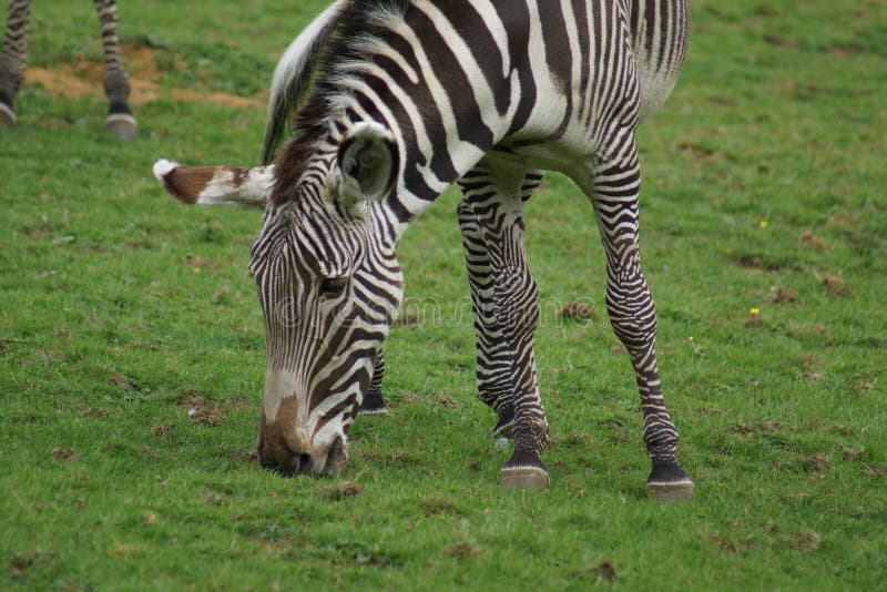 La Cebra De Grevy - Grevyi Del Equus Imagen de archivo - Imagen de ...