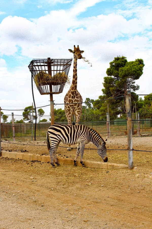 La cebra y la jirafa comen imagen de archivo. Imagen de recorrido ...