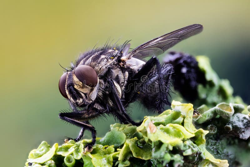 Mouche D U F O Photos Stock - Téléchargez 759,291 Photos libres de droits