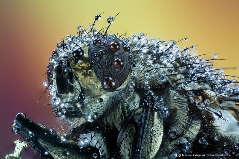 La Chair-mouche Commune, Mouche De Chair, Mouche, Vole Image stock ...