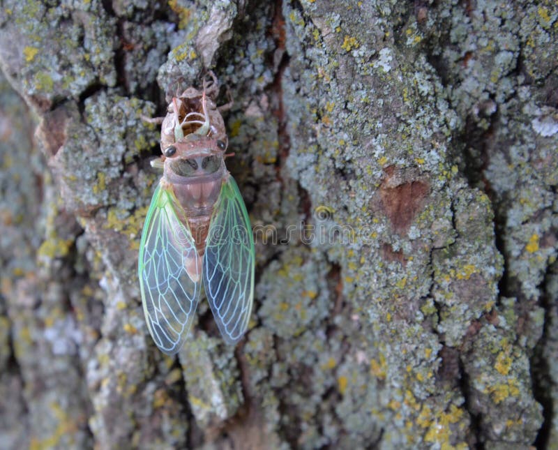 La Cicala Recentemente Birthed, Emergente Da Pelle, Coperture Immagine ...