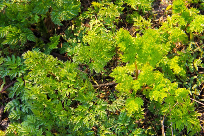 La Cicuta Verde Manchada Planta El Conium Maculatum Imagen de archivo ...