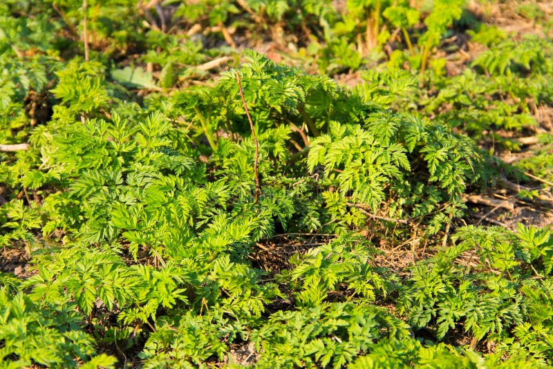 La Cicuta Verde Manchada Planta El Conium Maculatum Imagen de archivo ...