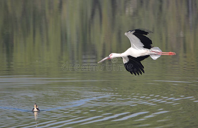 La cigüeña blanca oriental foto de archivo. Imagen de hermoso - 90834052