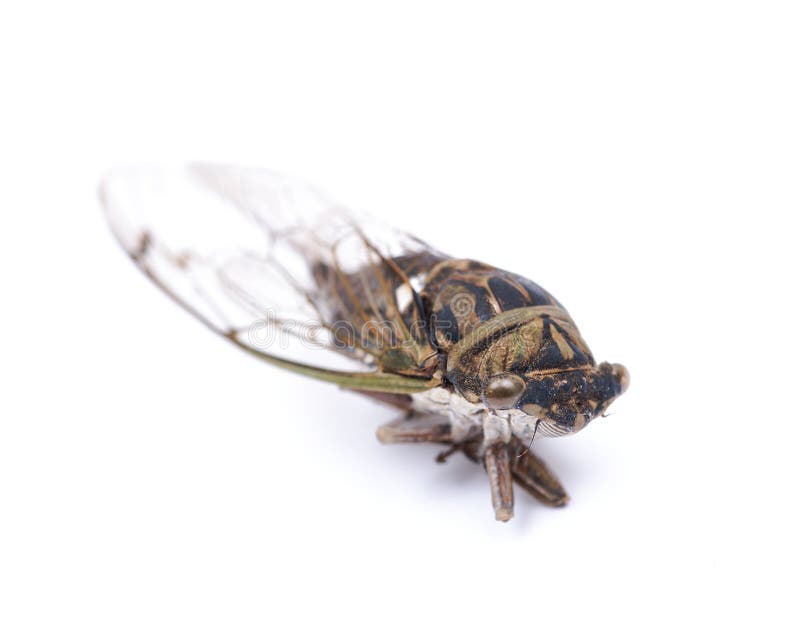 Fallo De Funcionamiento De La Cigarra Del Insecto De La Mosca Aislado ...