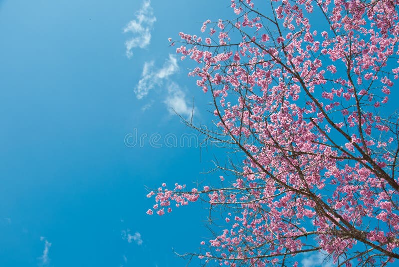 La Ciliegia Himalayana Selvatica Con Cielo Blu Fotografia Stock ...