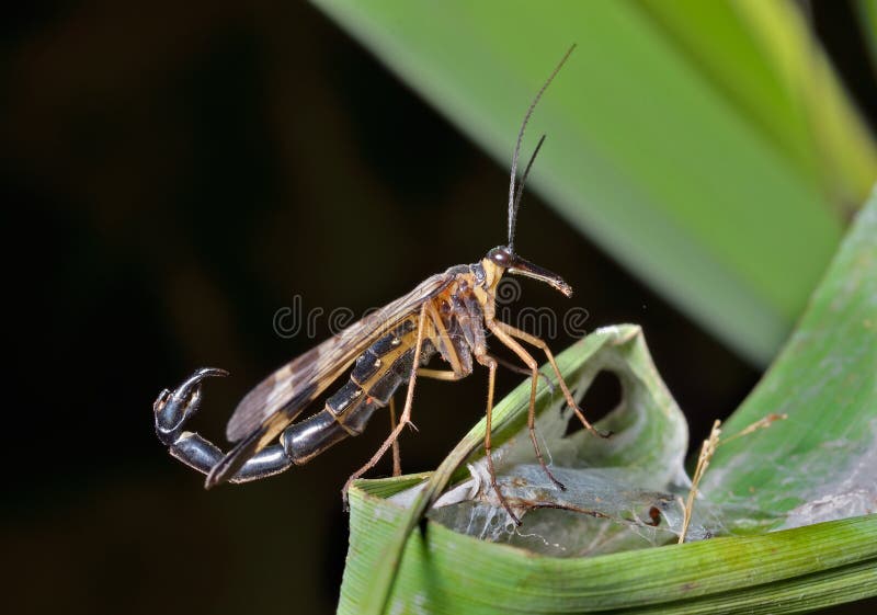 La Coda 6 Dello Scorpione Dell'insetto Immagine Stock - Immagine di ...