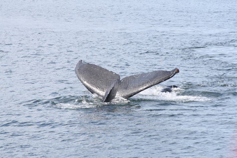 La cola de la ballena foto de archivo. Imagen de ballena - 5674296