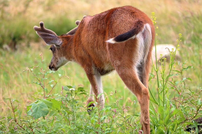 El Venado Sitka O Sitka Blacktailed Es Una Subespecie De Ciervo De Mula ...