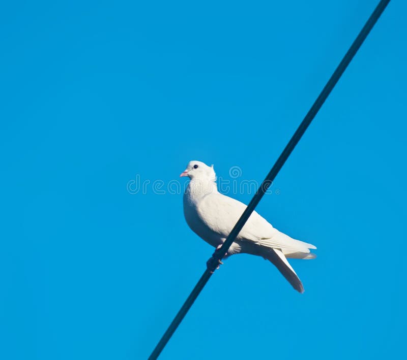 La colomba (Columba) fotografia stock. Immagine di nave - 32486296