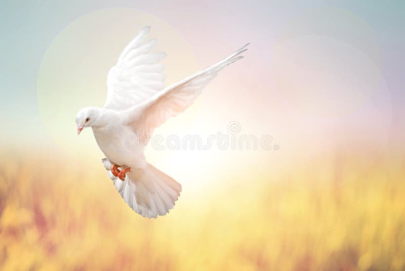 La Colombe De Blanc Volent Sur Le Pastel Image stock - Image du ressort ...