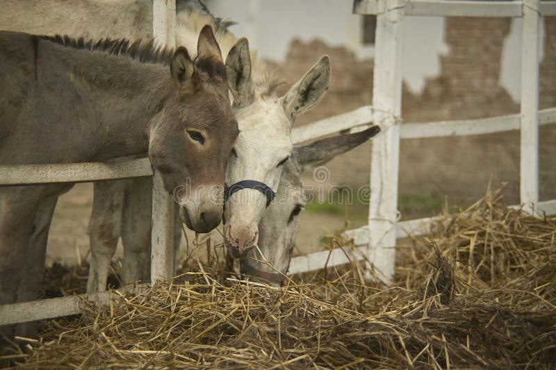 La comida de tres burros imagen de archivo. Imagen de campo - 101337207