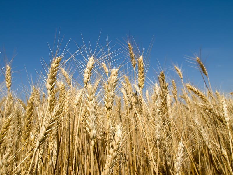 La cosecha imagen de archivo. Imagen de grano, cosecha - 9968407