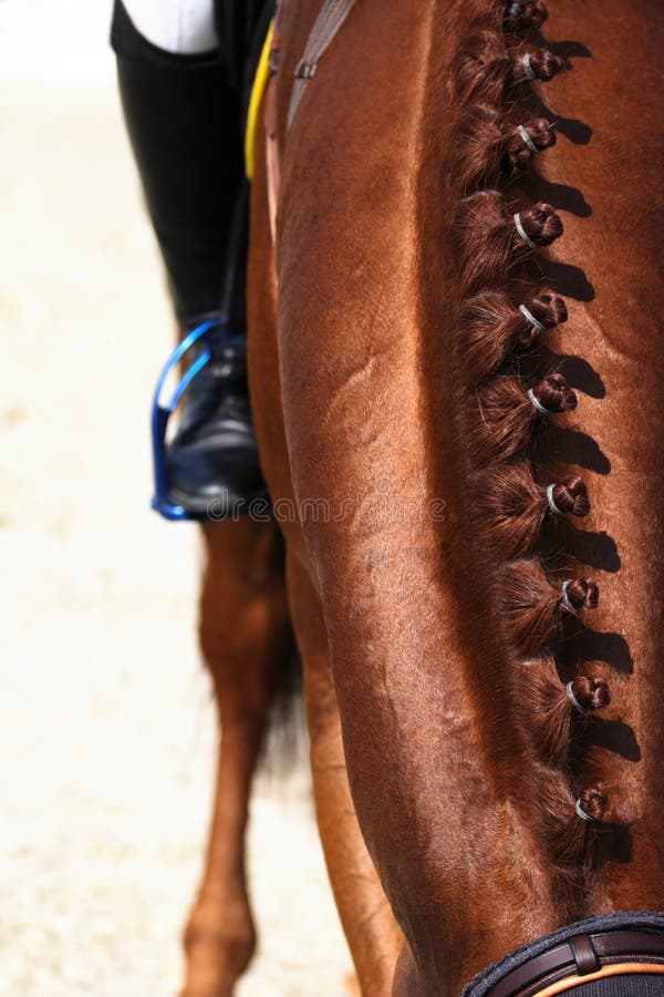 Muscles Sur La Jambe D'un Cheval De Sports Image stock - Image of ...