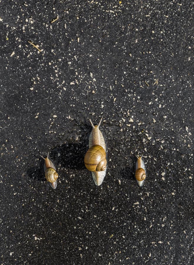 Course D'escargot, Concept Drôle Animal, Sport Rapide Photo stock ...