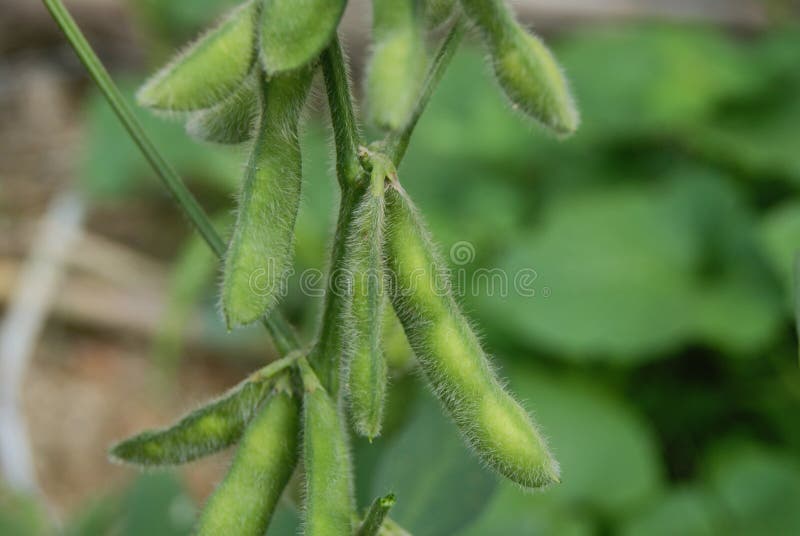 La croissance du soja photo stock. Image du nourriture - 41996532