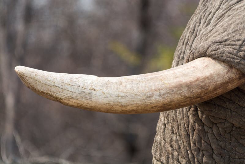 La Défense De L'éléphant - Plan Rapproché Photo stock - Image du faune ...