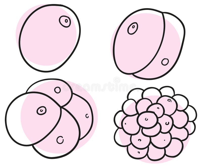 La division de l'ovule illustration de vecteur. Illustration du ...