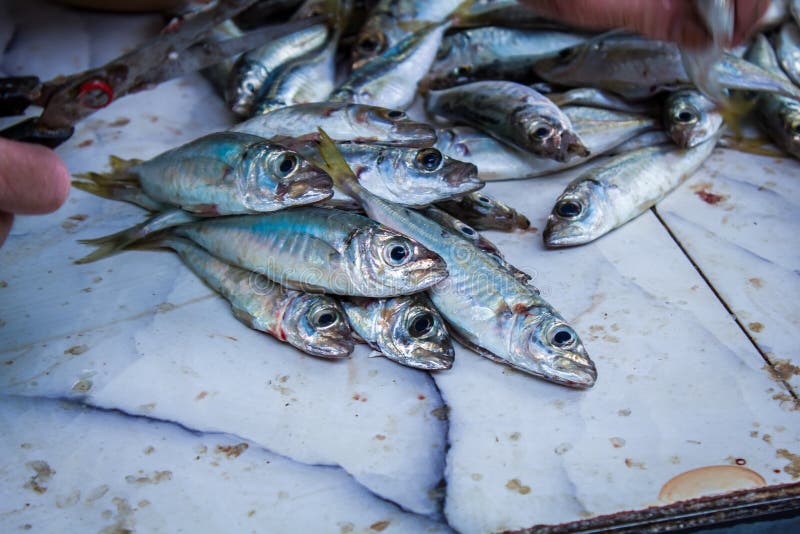 La Donna Pulisce Un Piccolo Pesce Fotografia Stock - Immagine di ...