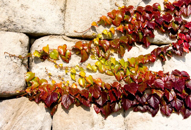 La Enredadera Roja De La Hiedra Se Va En La Pared Del Edificio Foto de ...