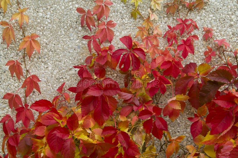 La Enredadera Roja Se Va En La Pared De Piedra De Un Edificio Imagen de ...