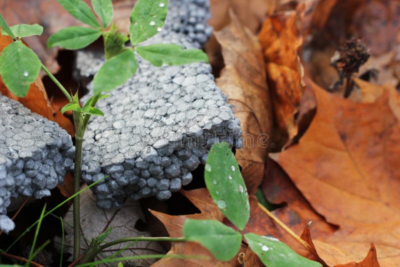 La Espuma Se Arroja Al Suelo Foto de archivo - Imagen de helado, primer ...