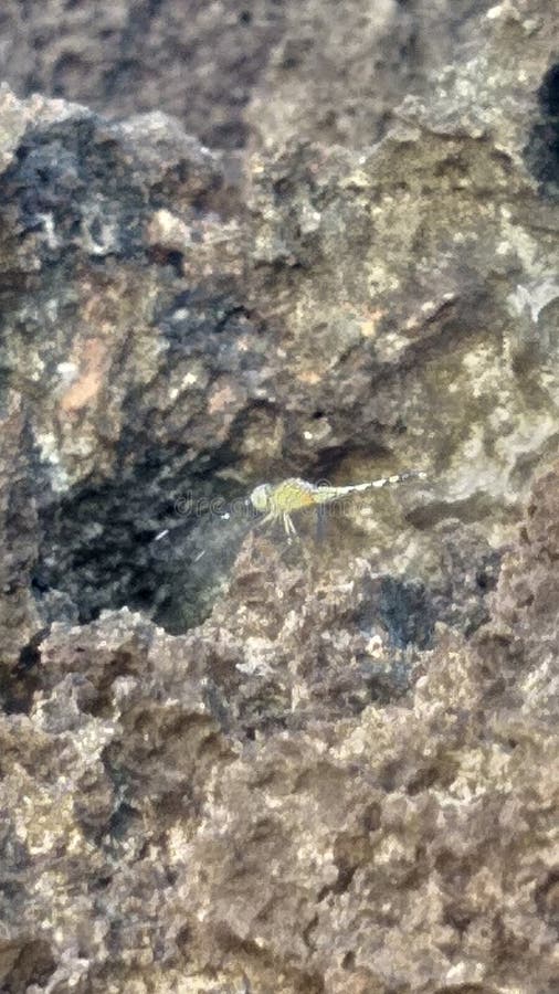 La Estructura De La Roca De Coral Imagen de archivo - Imagen de roca ...