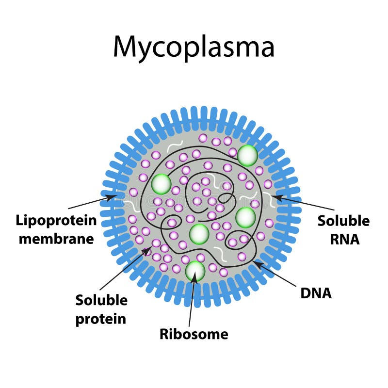 La Estructura Del Micoplasma. Infografías. Ilustración Vectorial Sobre ...