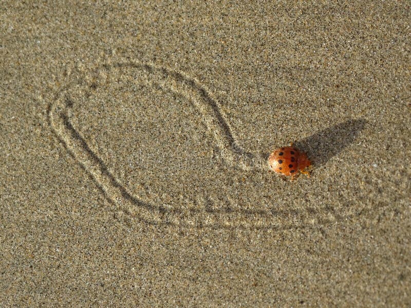 La Fabrication D'insecte Dessine Dans Le Sable Photo stock - Image du ...