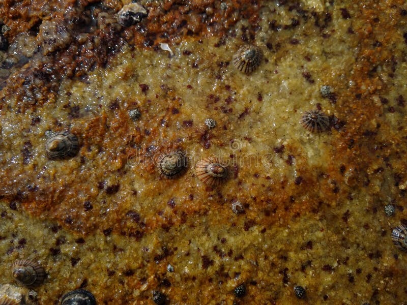 La Falsa Lapa Rayada Siphonaria Pectinata Sobre La Roca Foto de archivo ...