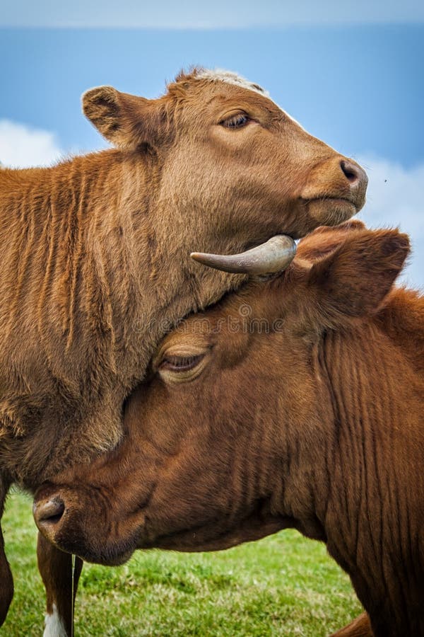 La familia de la vaca foto de archivo. Imagen de pista - 39497316