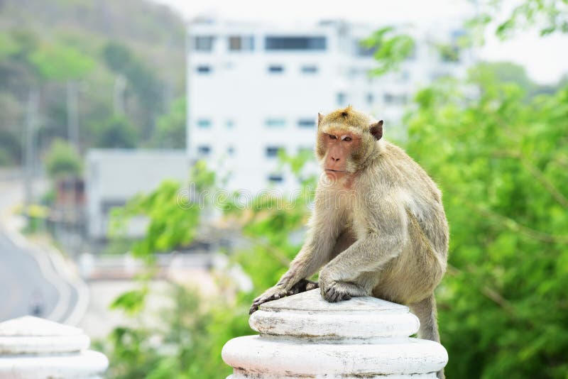 La Familia Del Mono Come La Comida Que La Gente Trae Foto de archivo ...