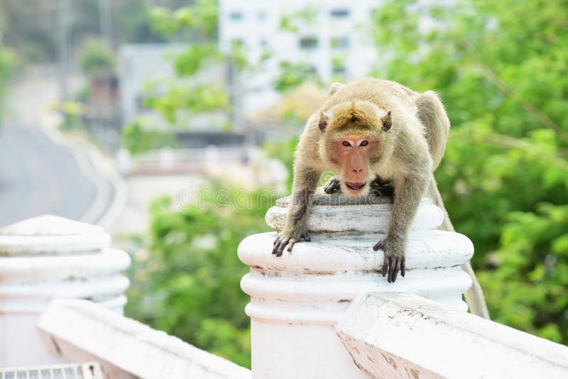 La Familia Del Mono Come La Comida Que La Gente Trae Foto de archivo ...