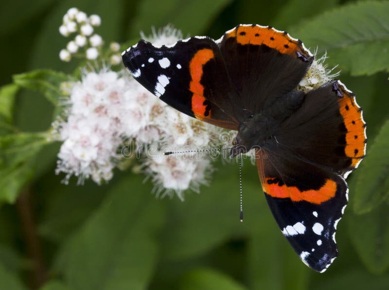 La Farfalla Di Ammiraglio (atalanta Della Vanessa) Fotografia Stock ...