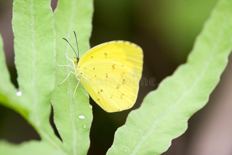 Farfalla Gialla Chiamata Eurema Hecabe Immagine Stock - Immagine di ...