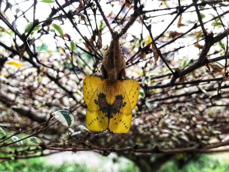 La Farfalla Gialla Si Accinge Al Permesso Le Crisalidi Immagine Stock ...