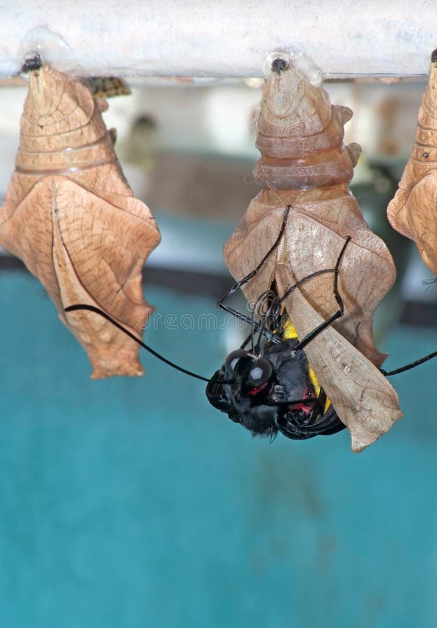 La Farfalla Lascia Il Bozzolo Fotografia Stock - Immagine di farfalla ...
