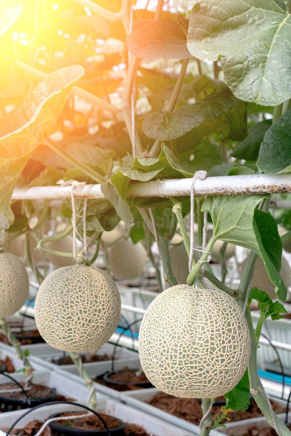 La Fattoria è Una Pianta Giapponese Di Melone in Serra Linea Di Melone ... La Fattoria è Una Pianta Giapponese Di Melone in Serra Linea Di Melone ...