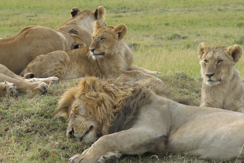 La Faune De La Savane D'afrique Orientale Photo stock - Image du safari ...