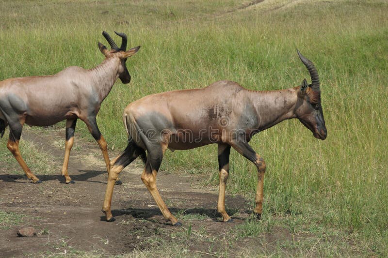 La Faune De La Savane D'afrique Orientale Image stock - Image du ...