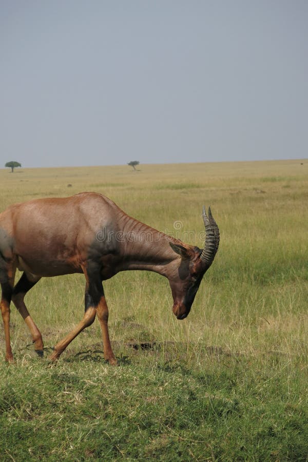 La Faune De La Savane D'afrique Orientale Image stock - Image du animal ...