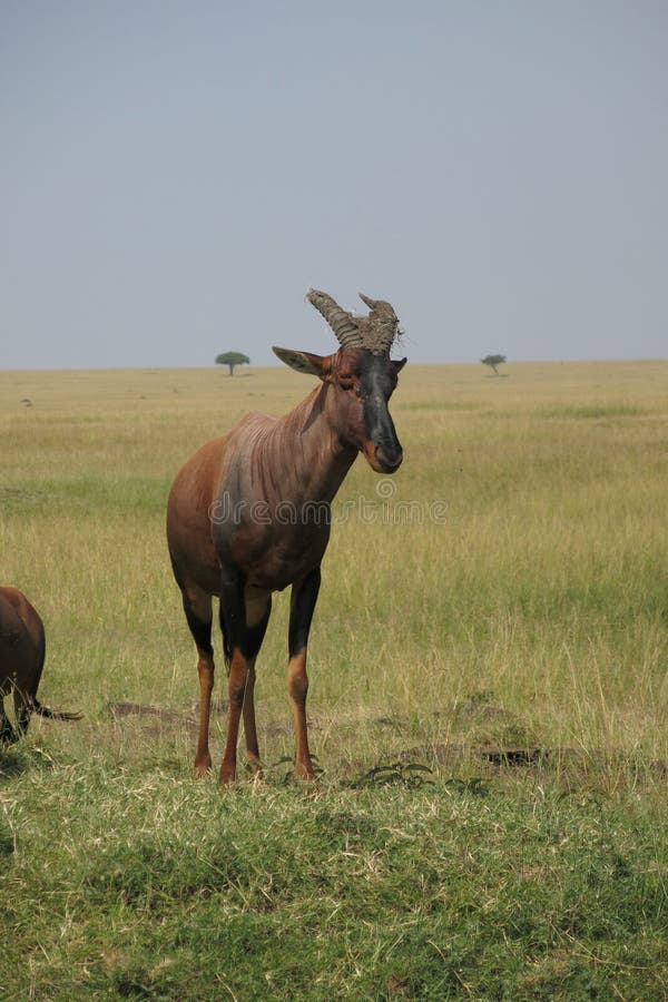 La Faune De La Savane D'afrique Orientale Photo stock - Image du ...