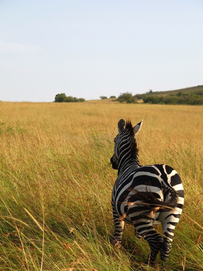 La Faune De La Savane D'afrique Orientale Image stock - Image du marche ...